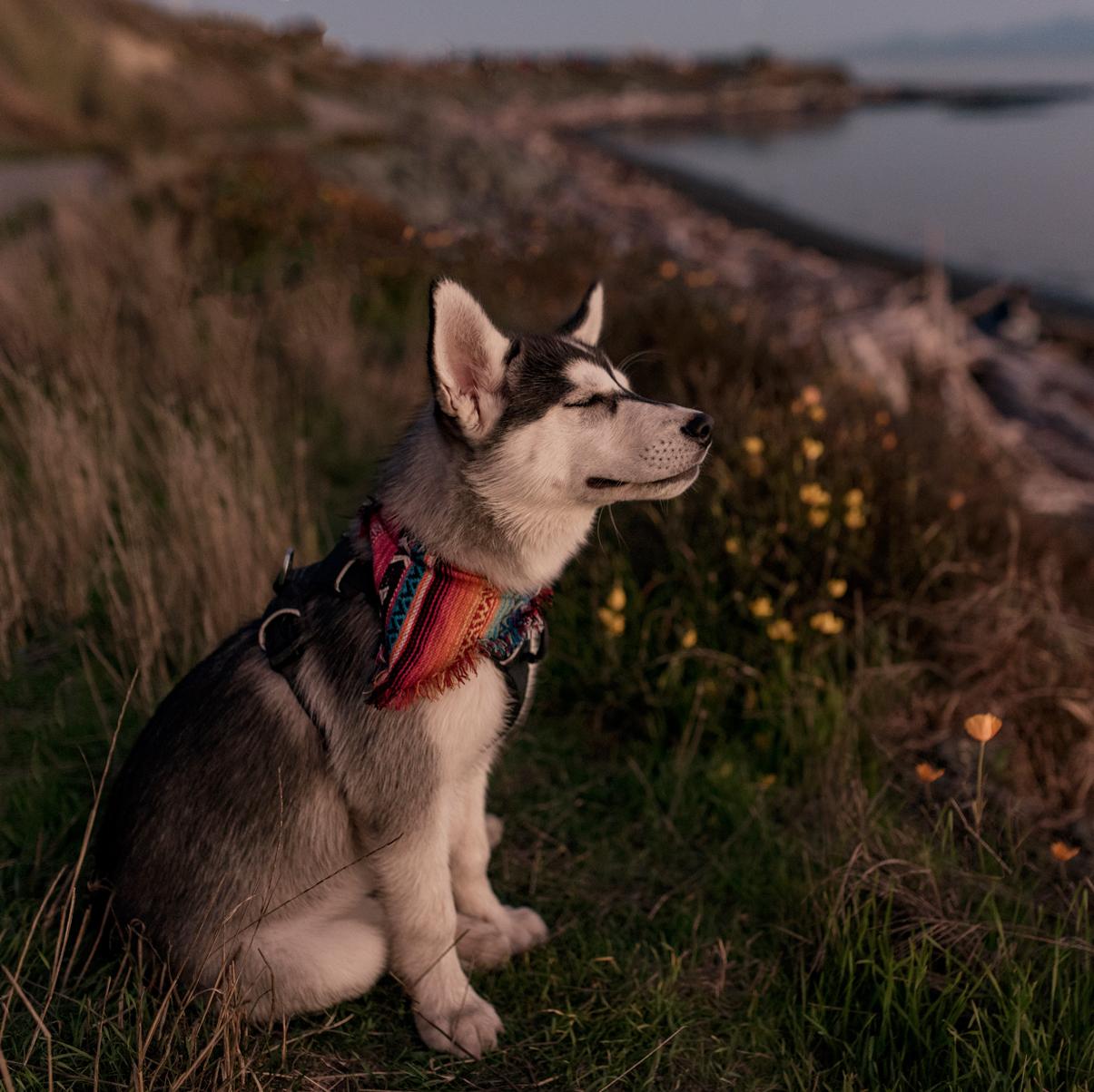 All Pricing Christin Carruthers | Portrait Photographer Victoria, BC ...